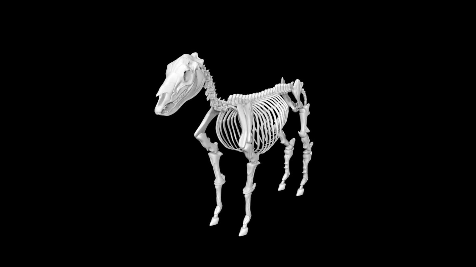 Zebra skeleton 3d model Low Poly AR 3D Model - Team 3d Yard