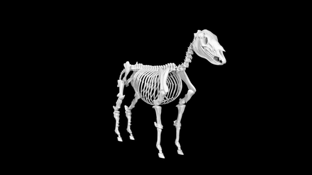 Zebra skeleton 3d model Low Poly AR 3D Model - Team 3d Yard