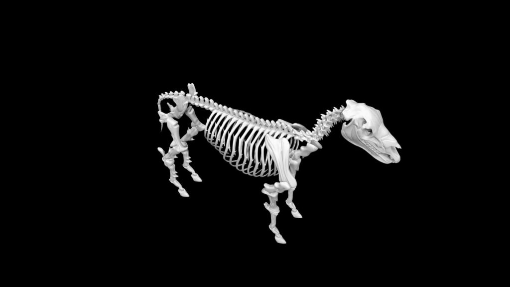 Zebra skeleton 3d model Low Poly AR 3D Model - Team 3d Yard