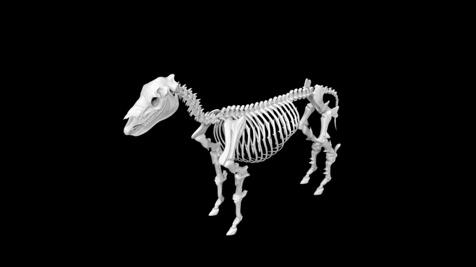 Zebra skeleton 3d model Low Poly AR 3D Model - Team 3d Yard