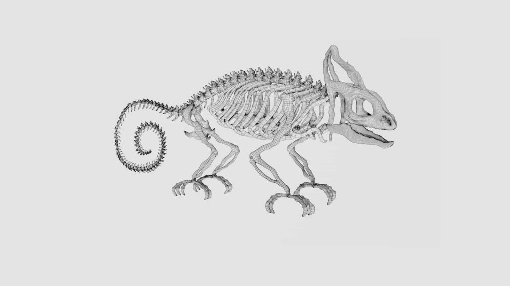 Chameleon Skeleton 3d model Low Poly