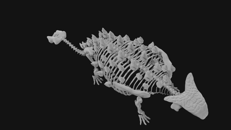 Ankylosaurus skeleton 3d model Low Poly