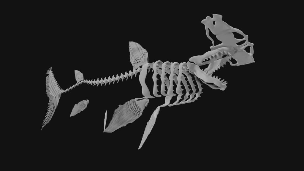 Hammerhead shark Skeleton 3d model Low Poly - Team 3d Yard