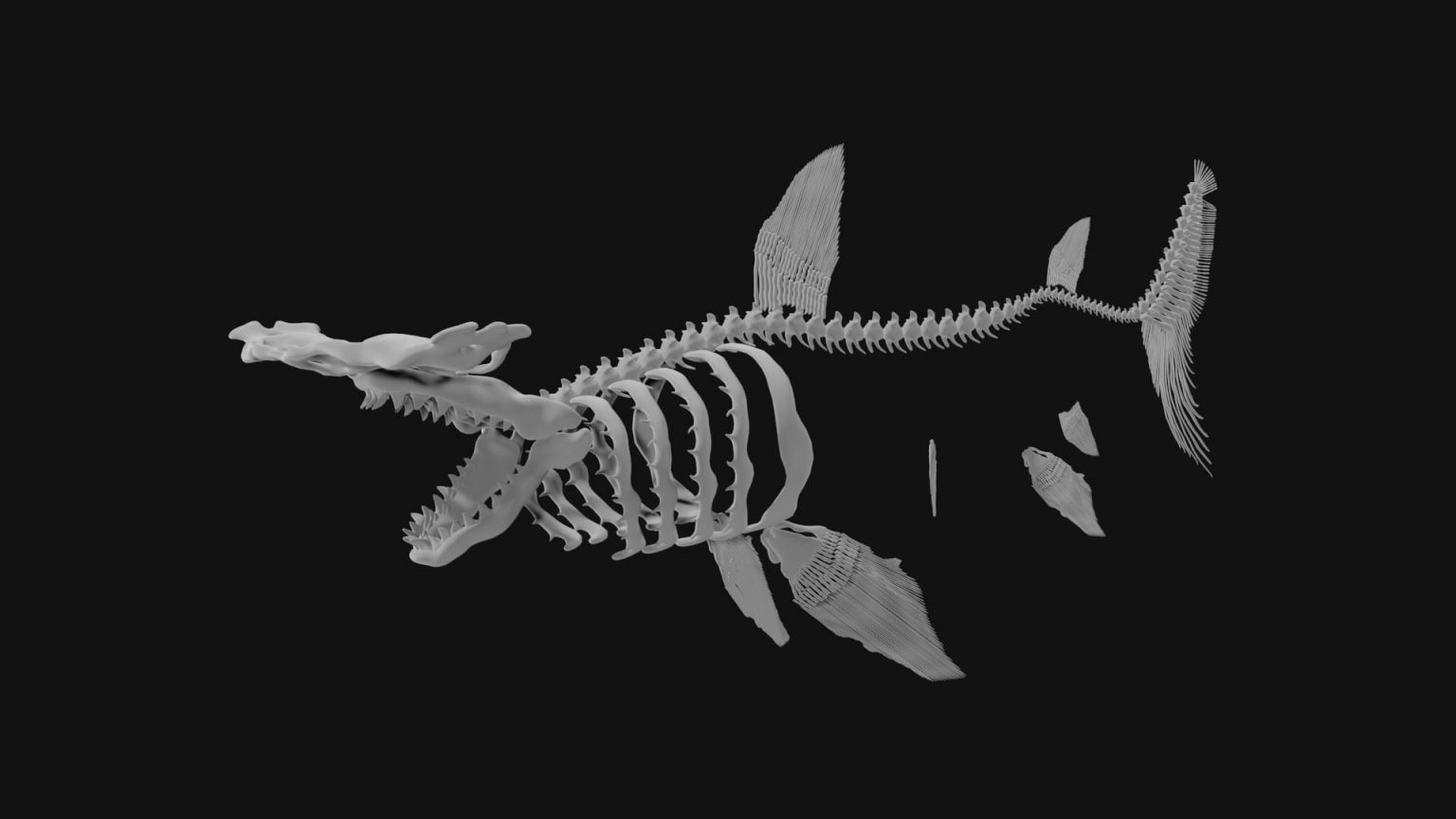 Hammerhead shark Skeleton 3d model Low Poly - Team 3d Yard