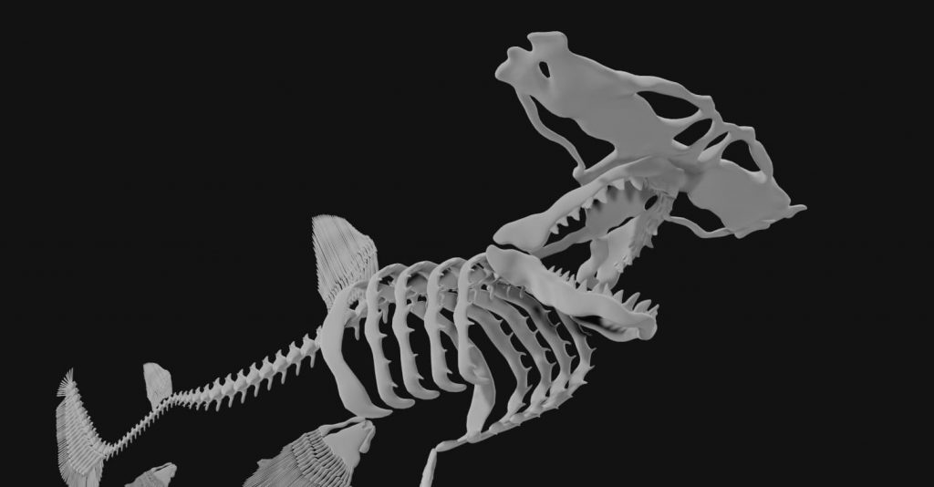 Hammerhead shark Skeleton 3d model Low Poly - Team 3d Yard