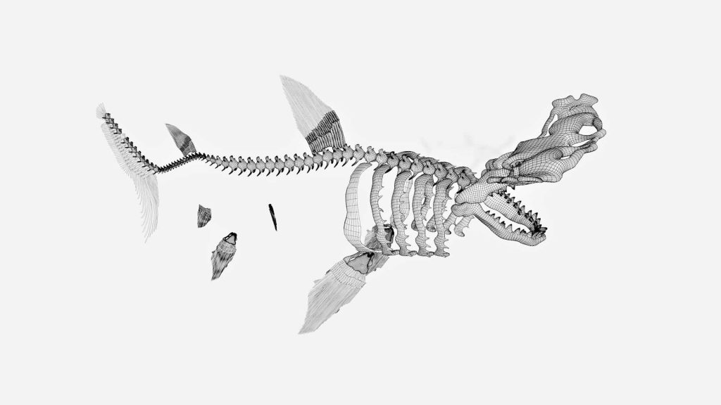 Hammerhead shark Skeleton 3d model Low Poly - Team 3d Yard