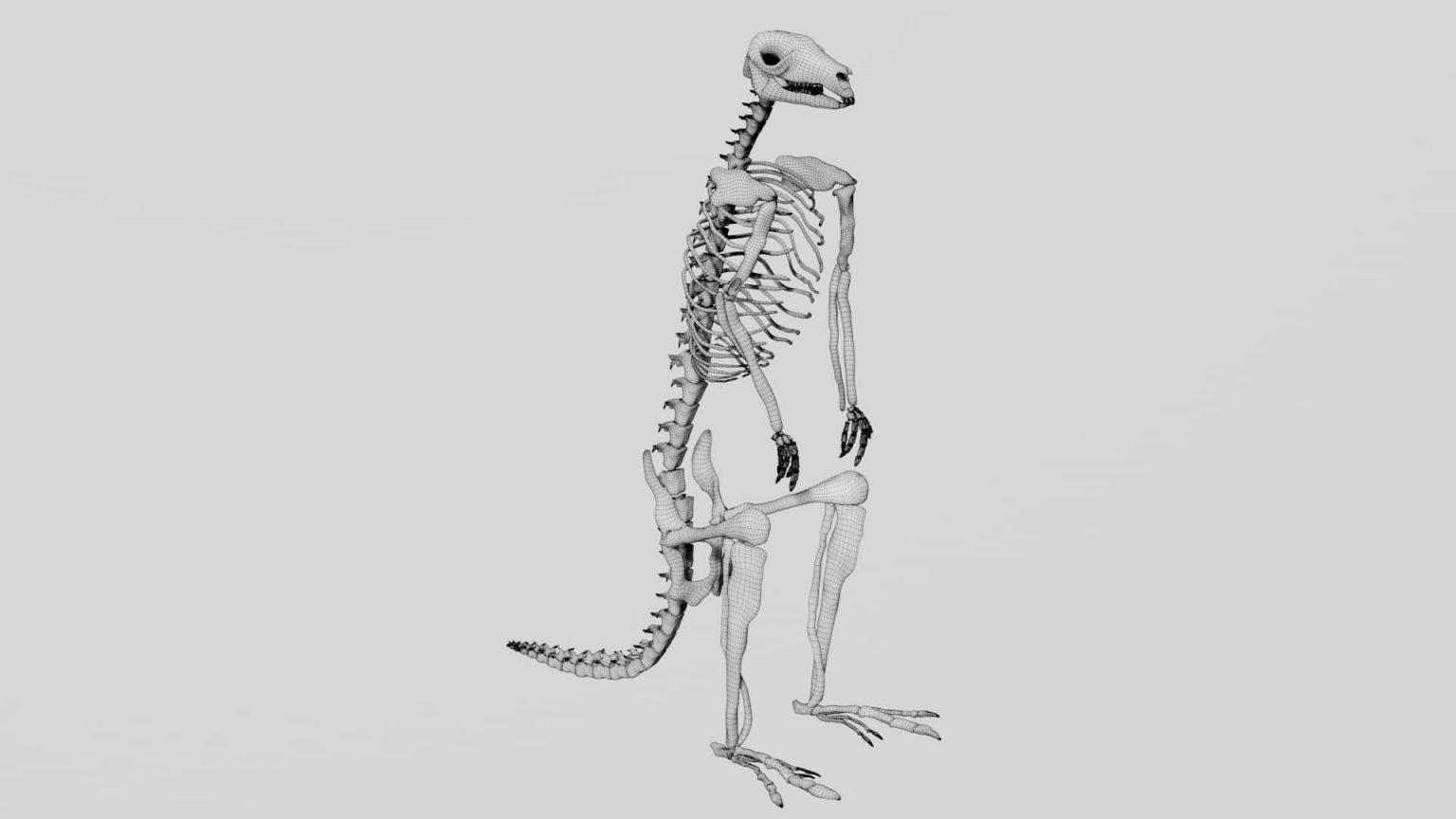 Kangaroo skeleton 3d model Low Poly