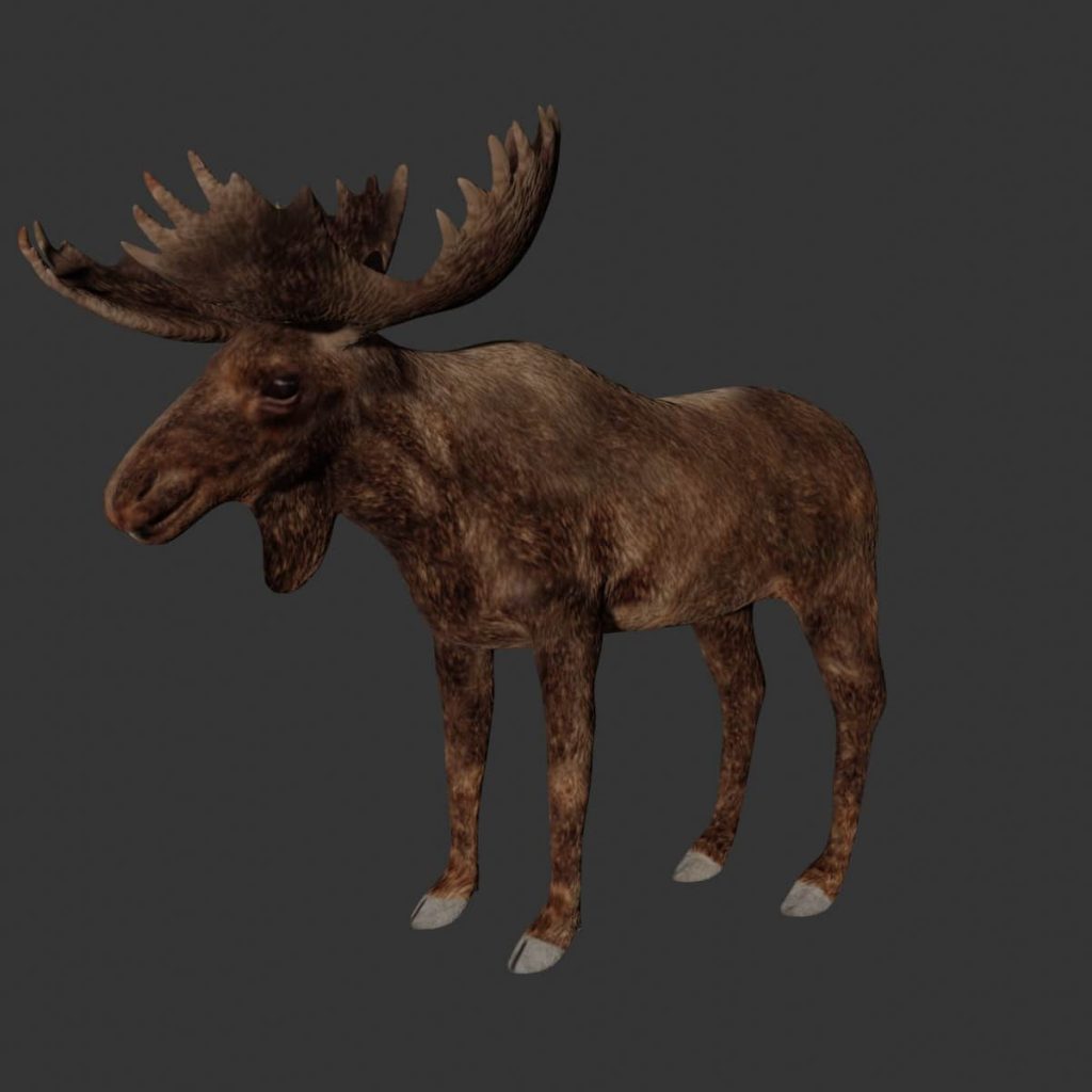 Moose 3d model rigged and low poly 3d model - Team 3d Yard