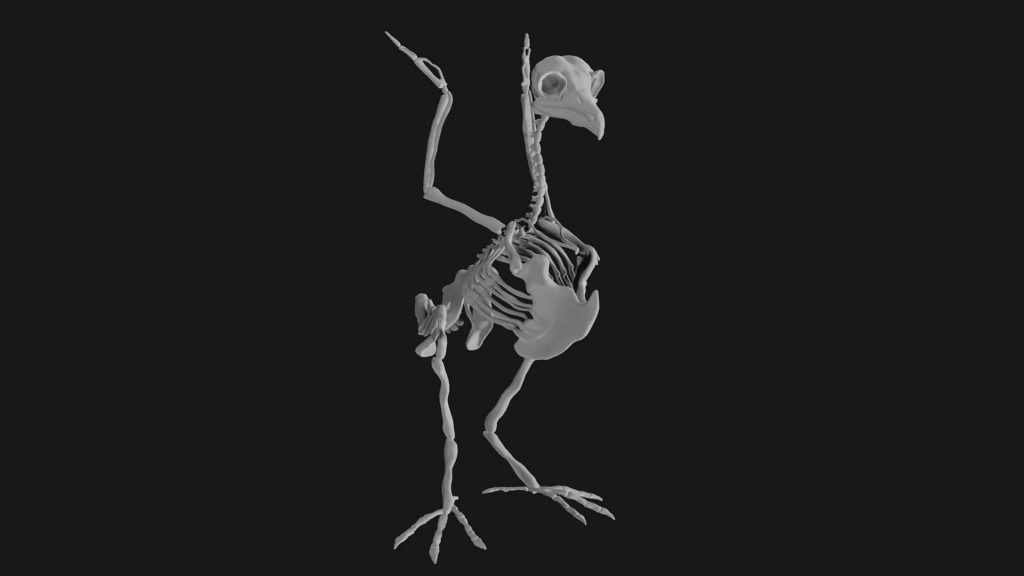 Owl skeleton 3d model Low Poly