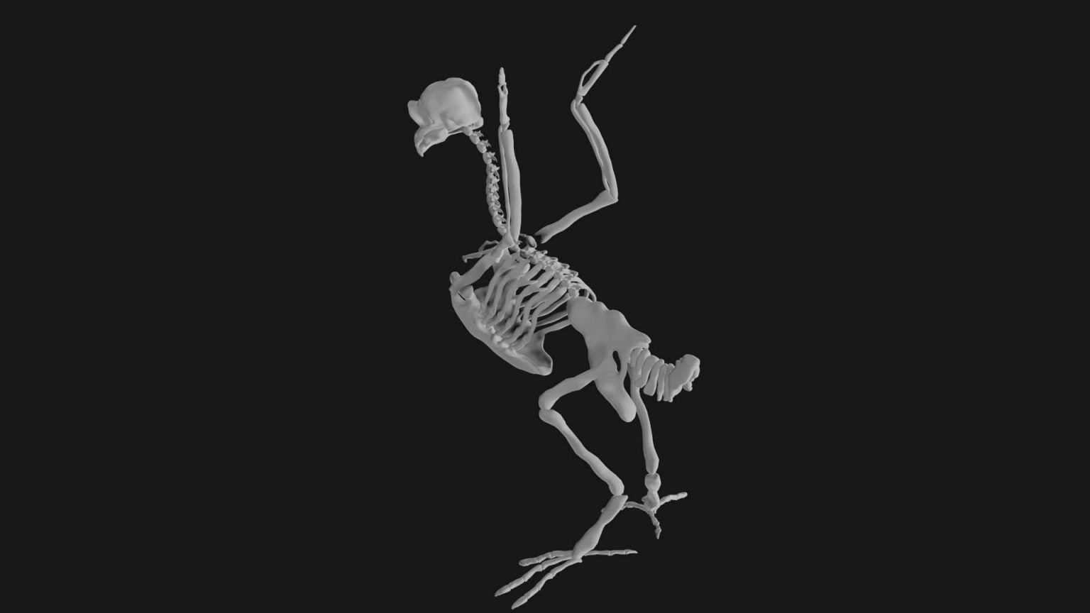 Owl skeleton 3d model Low Poly