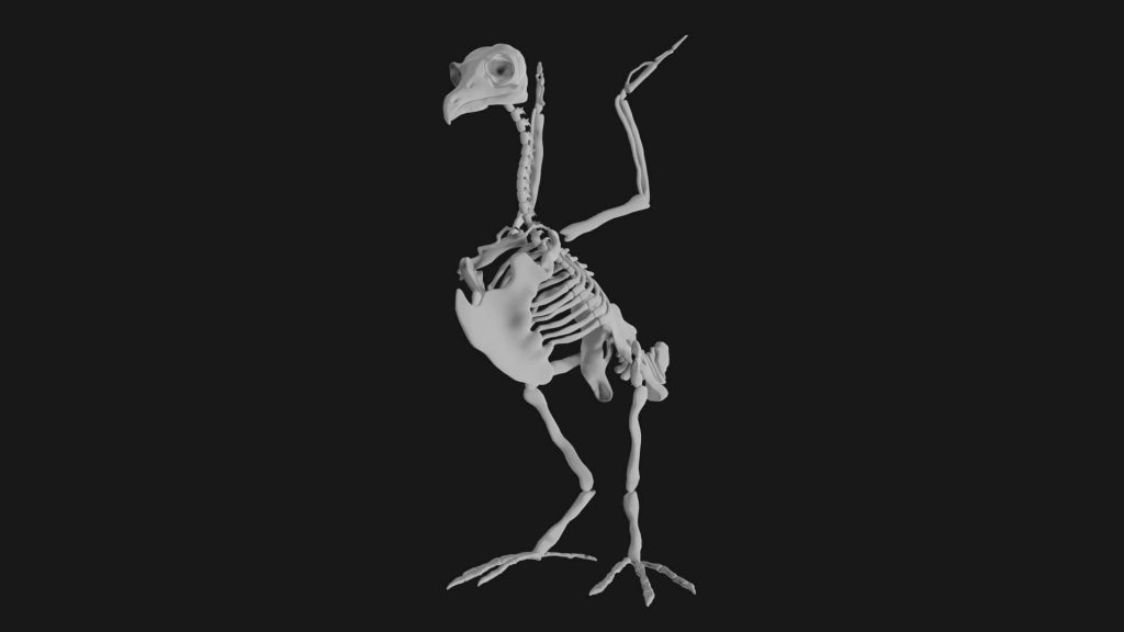 Owl skeleton 3d model Low Poly