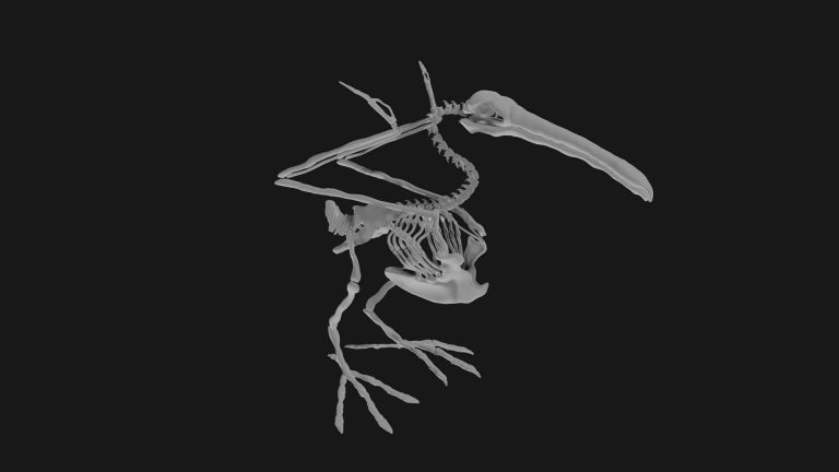 Pelican skeleton 3d model Low Poly