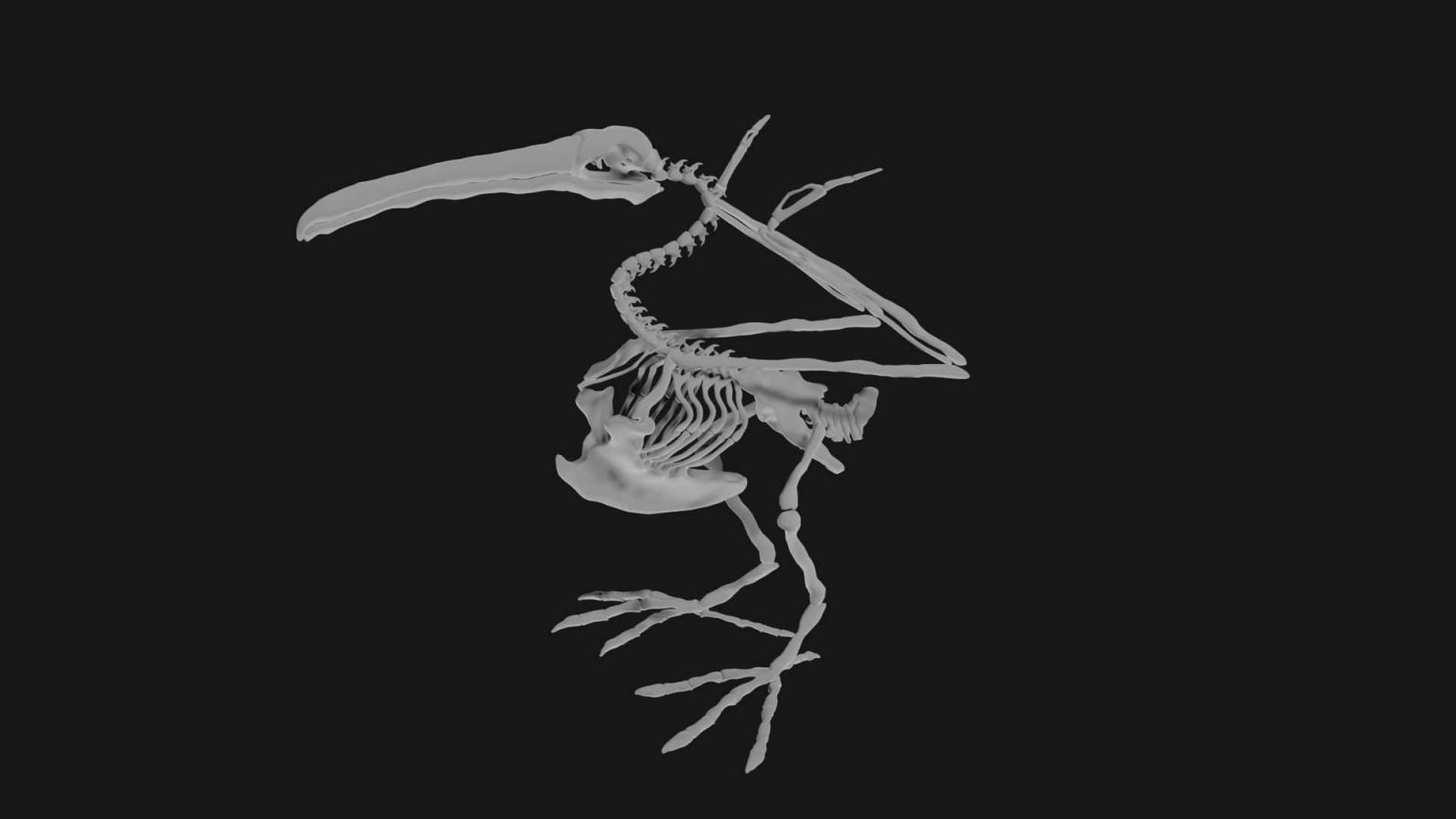 Pelican skeleton 3d model Low Poly