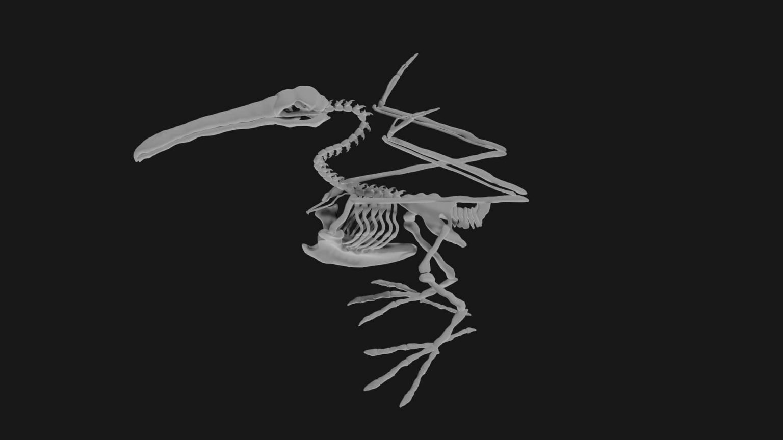 Pelican skeleton 3d model Low Poly