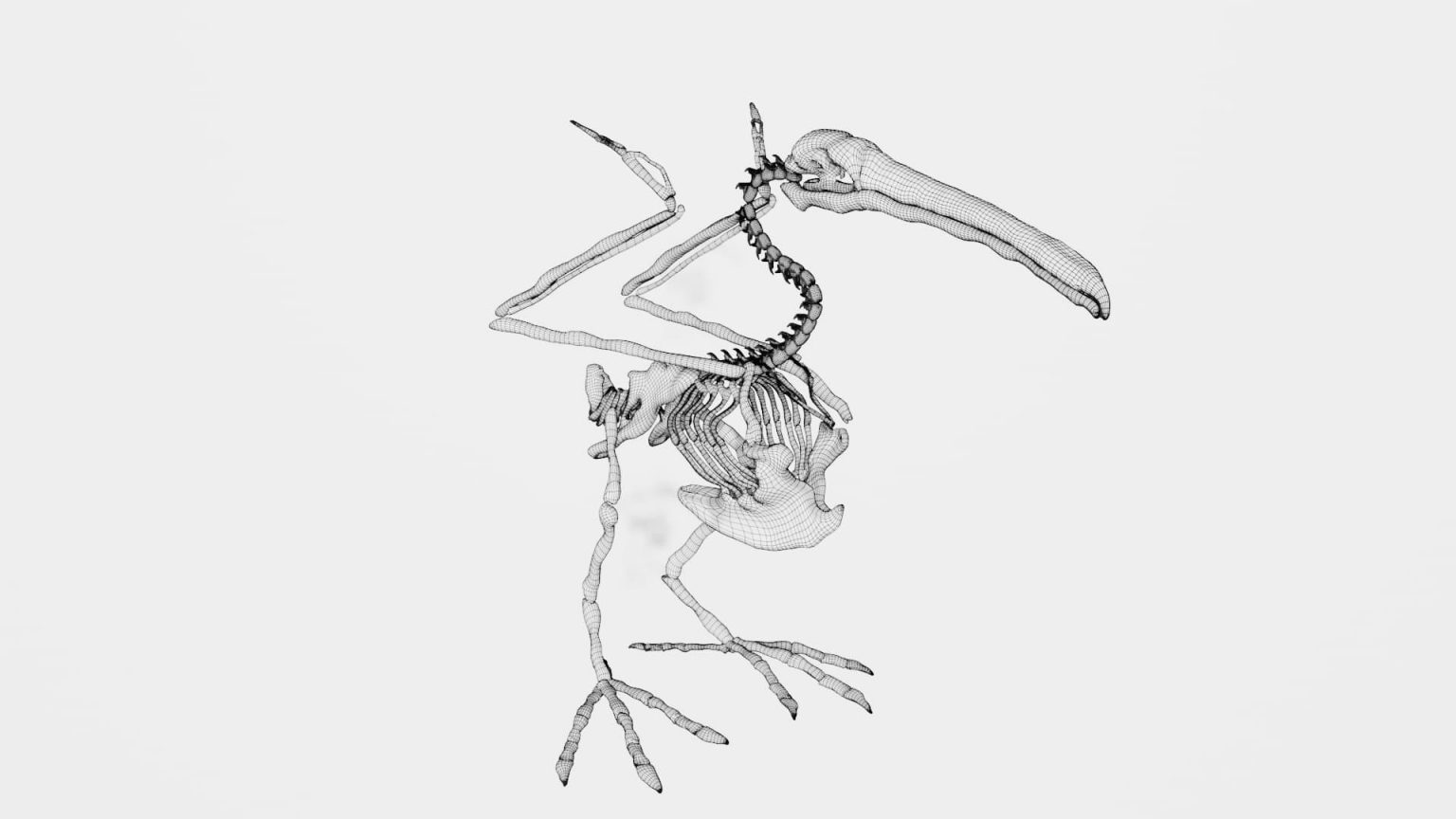 Pelican skeleton 3d model Low Poly