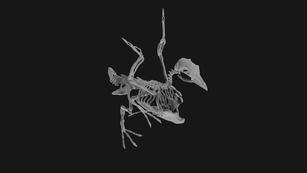 Pigeon Skeleton 3d model Low Poly