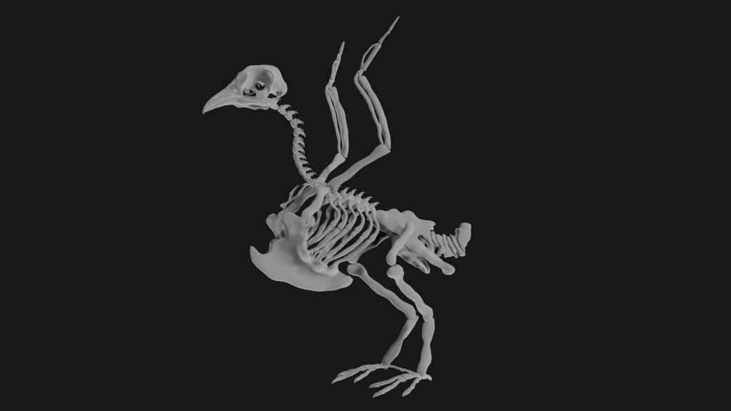 Pigeon Skeleton 3d model Low Poly