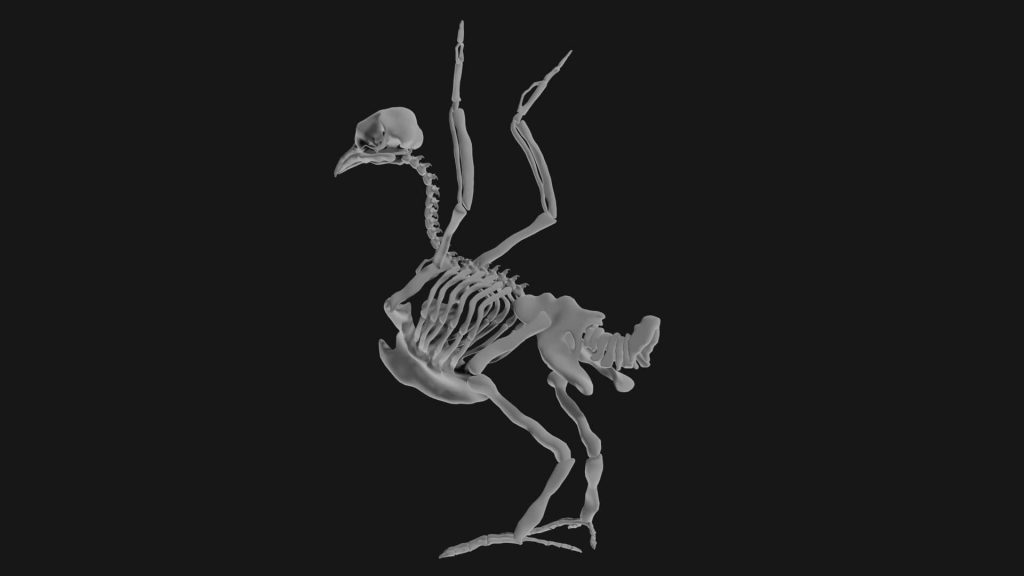 Pigeon Skeleton 3d model Low Poly