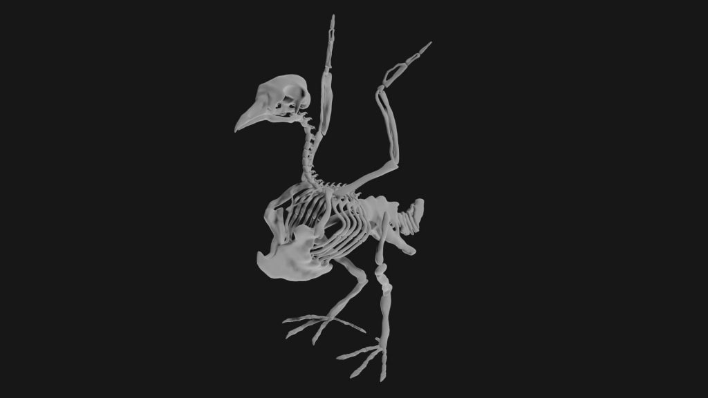 Pigeon Skeleton 3d model Low Poly