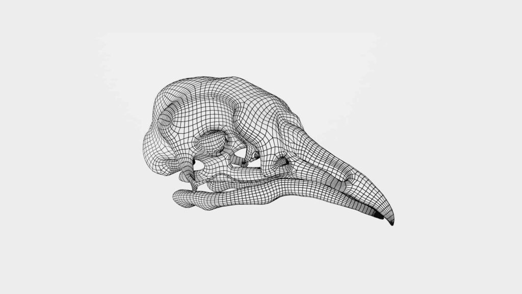 Pigeon Skull 3d model Low Poly