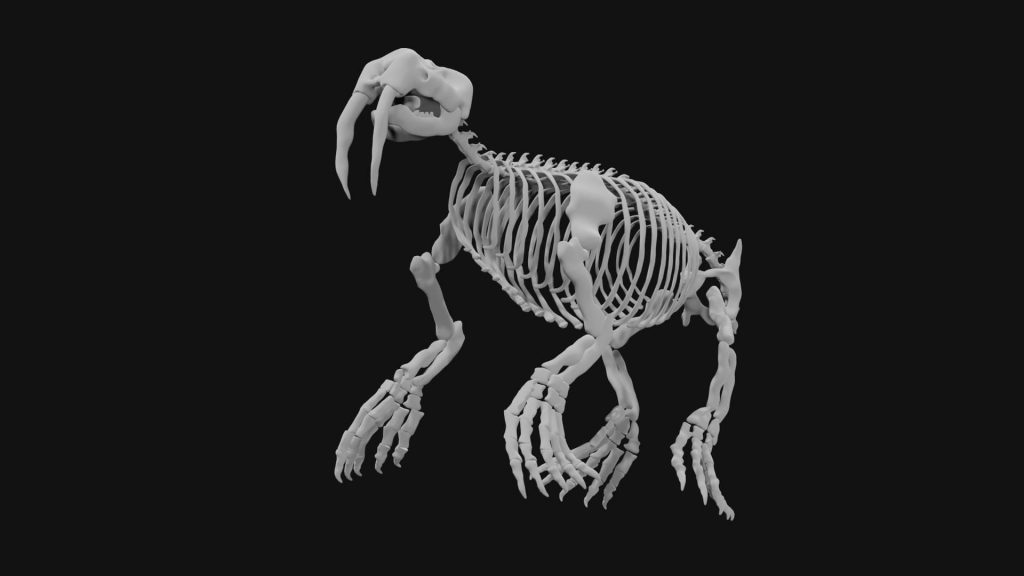 Walrus skeleton 3d model Low Poly
