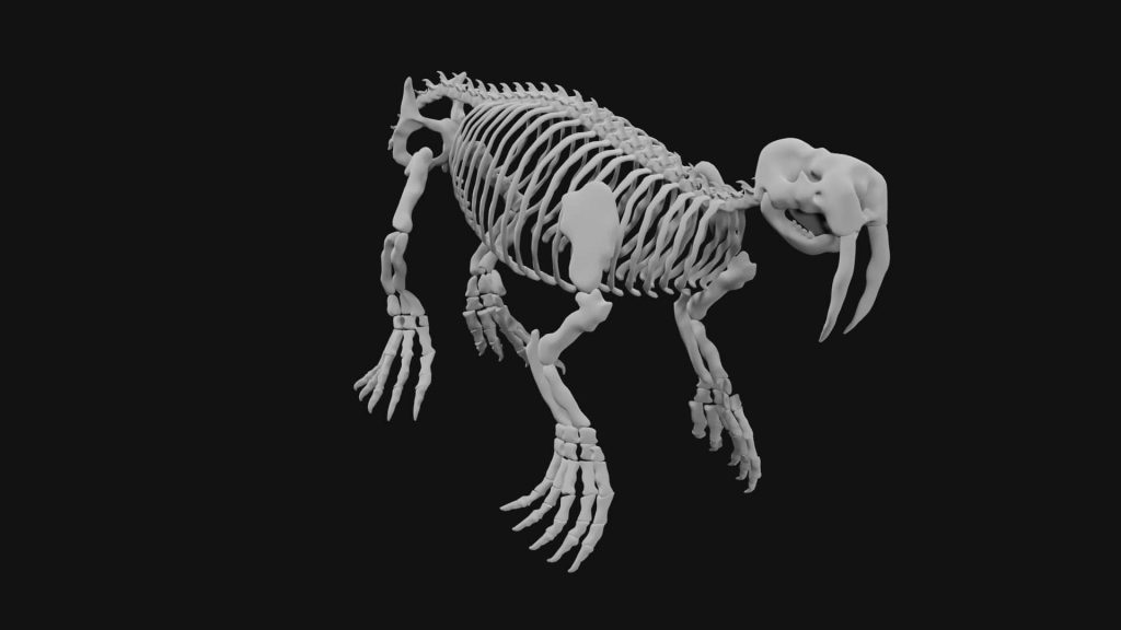 Walrus skeleton 3d model Low Poly