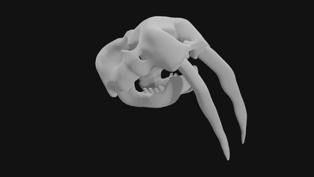 Walrus Skull 3d model Low Poly