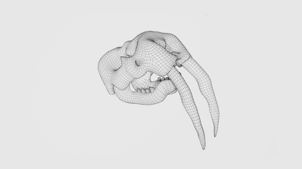 Walrus Skull 3d model Low Poly