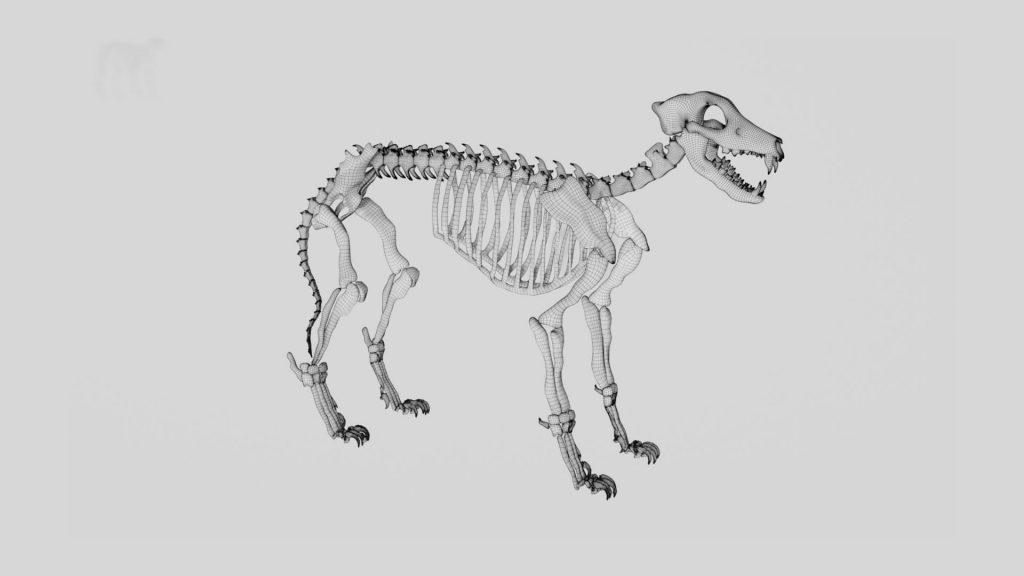 Wolf Skeleton 3d model Low Poly - Team 3d Yard