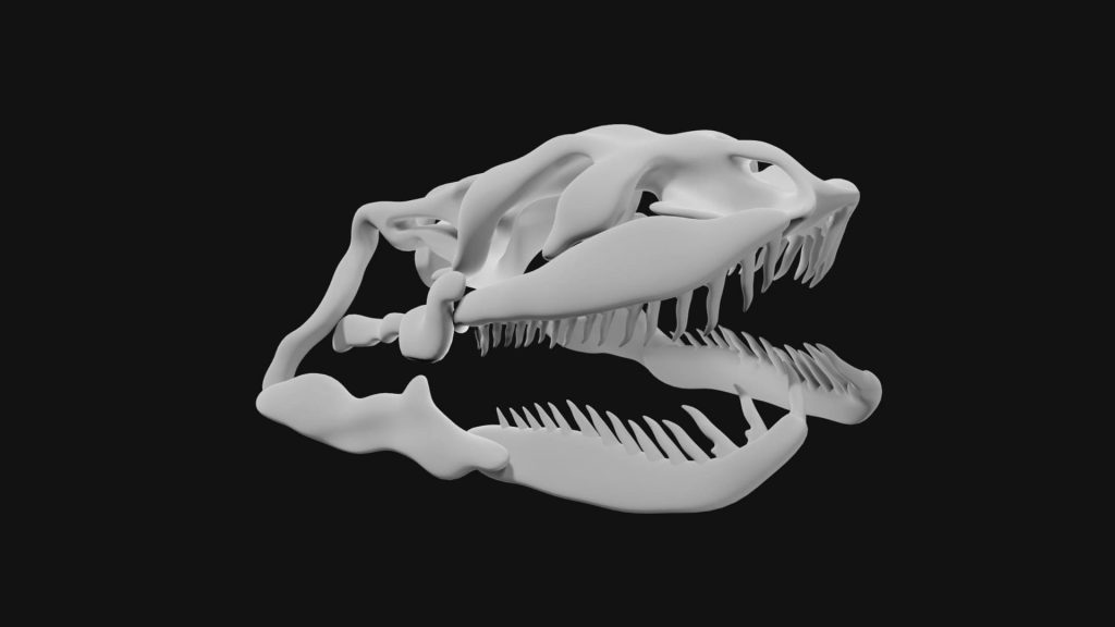 Anaconda skull 3d model Low Poly - Team 3d Yard
