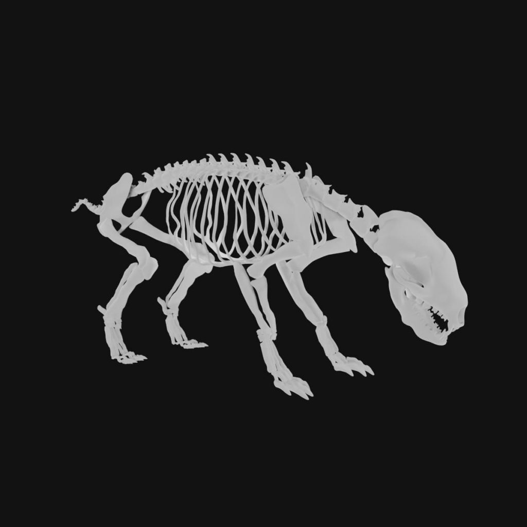 Badger skeleton 3d model Low Poly - Team 3d Yard