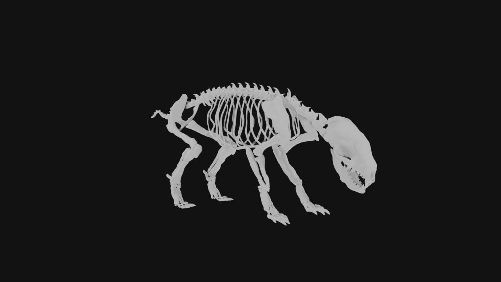 Badger skeleton 3d model Low Poly - Team 3d Yard