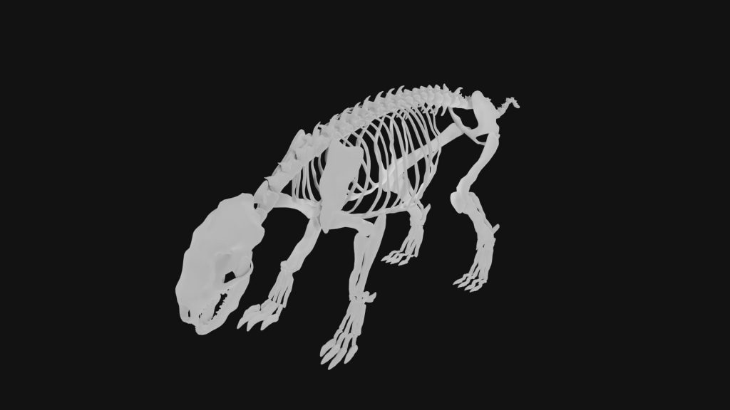 Badger skeleton 3d model Low Poly - Team 3d Yard