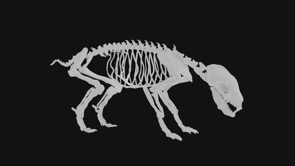 Badger skeleton 3d model Low Poly - Team 3d Yard