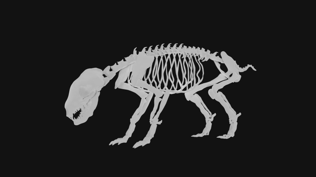 Badger skeleton 3d model Low Poly - Team 3d Yard