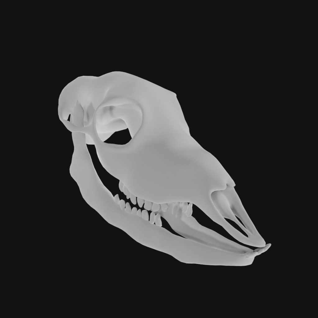 Doe skull 3d model Low Poly - Team 3d Yard