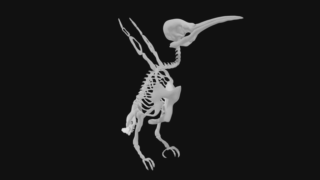 Hummingbird skeleton 3d model Low Poly - Team 3d Yard