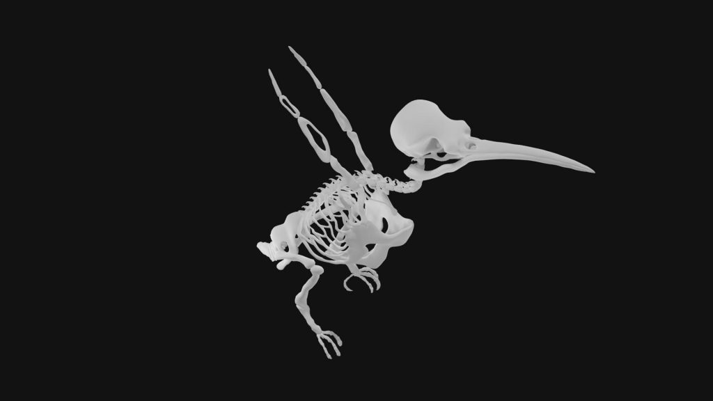 Hummingbird skeleton 3d model Low Poly - Team 3d Yard