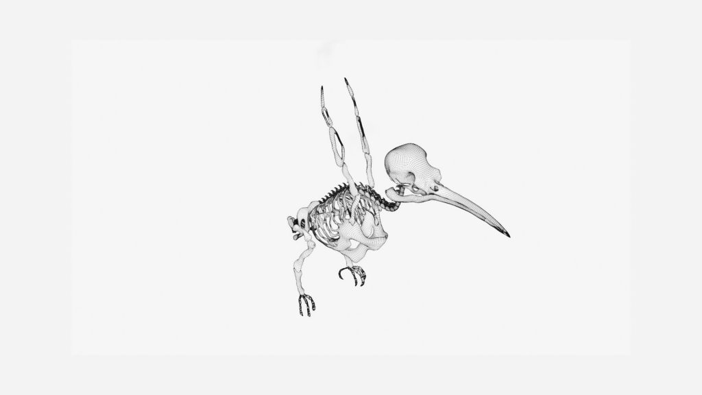 Hummingbird skeleton 3d model Low Poly - Team 3d Yard