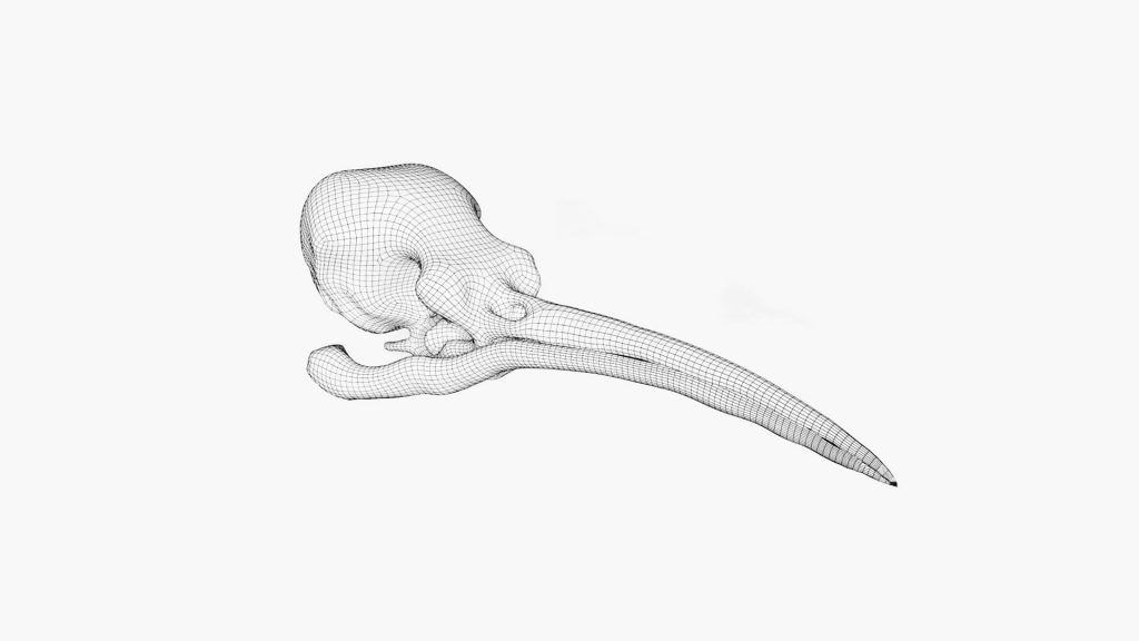 Hummingbird skull 3d model Low Poly - Team 3d Yard