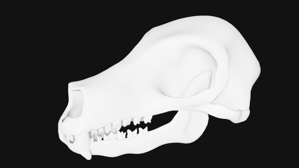 Lemur skull 3d model Low Poly - Team 3d Yard