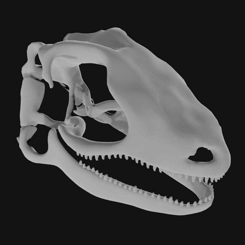 Lizard skull 3d model Low Poly - Team 3d Yard