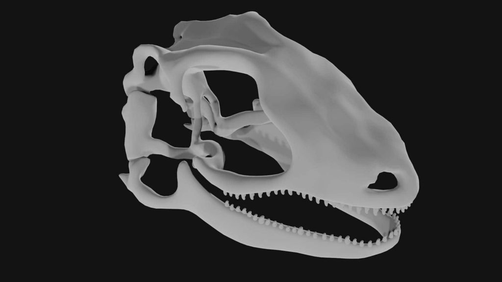 Lizard skull 3d model Low Poly - Team 3d Yard