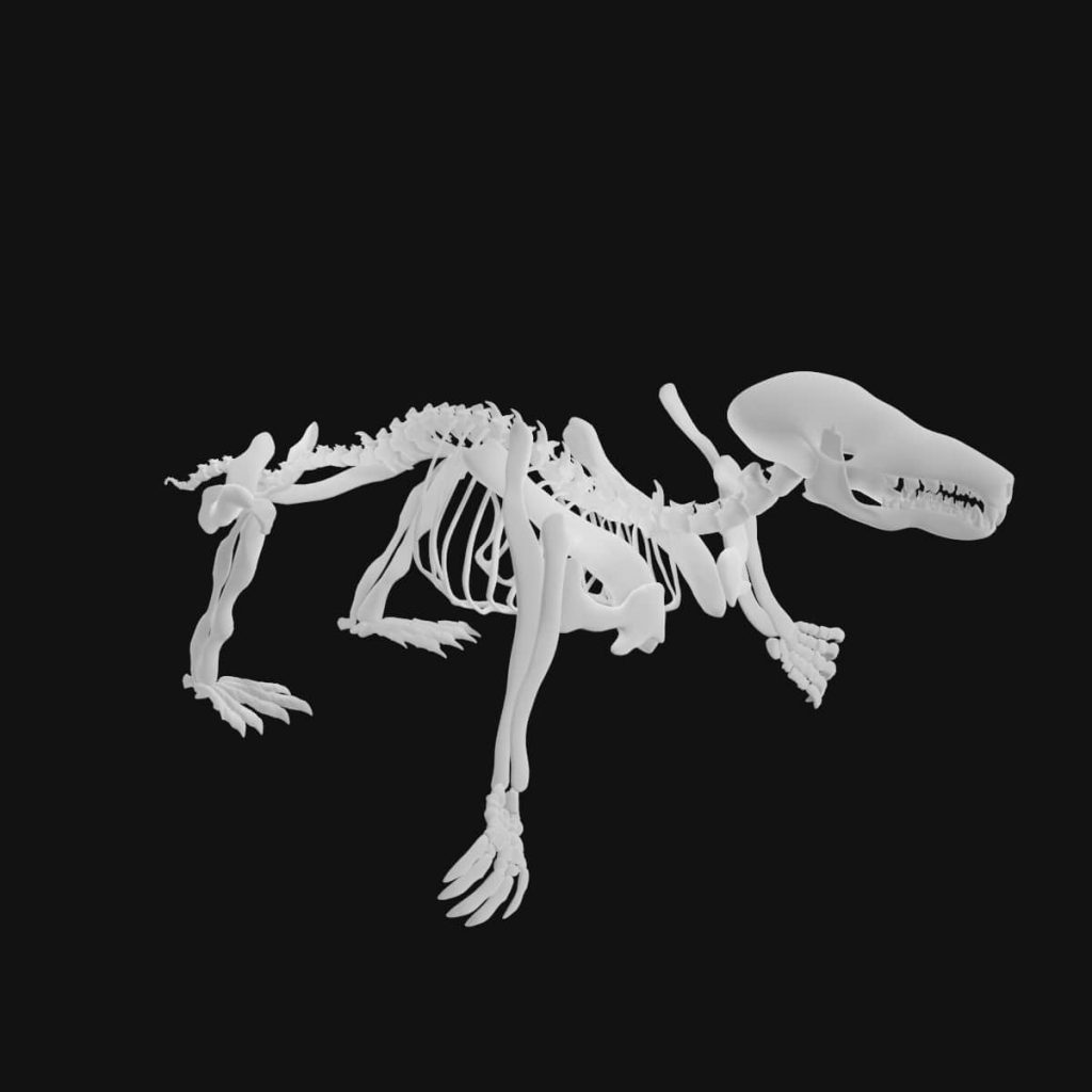 Mole skeleton 3d model Low Poly - Team 3d Yard