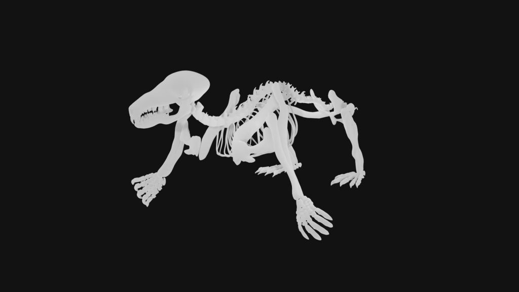 Mole skeleton 3d model Low Poly - Team 3d Yard