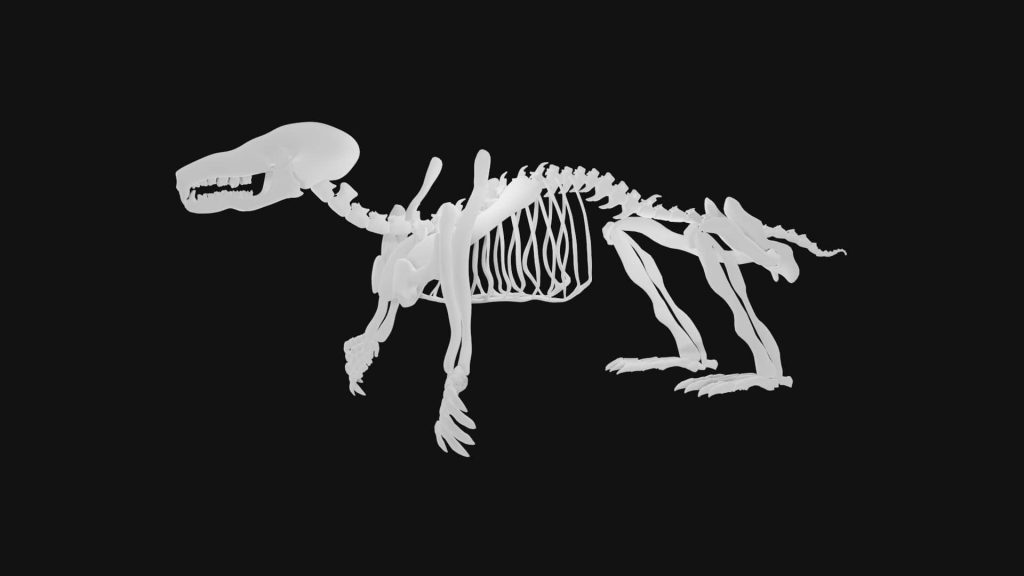 Mole skeleton 3d model Low Poly - Team 3d Yard