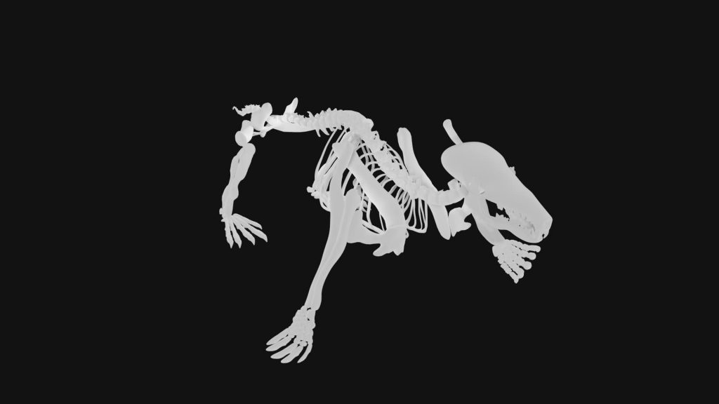 Mole skeleton 3d model Low Poly - Team 3d Yard