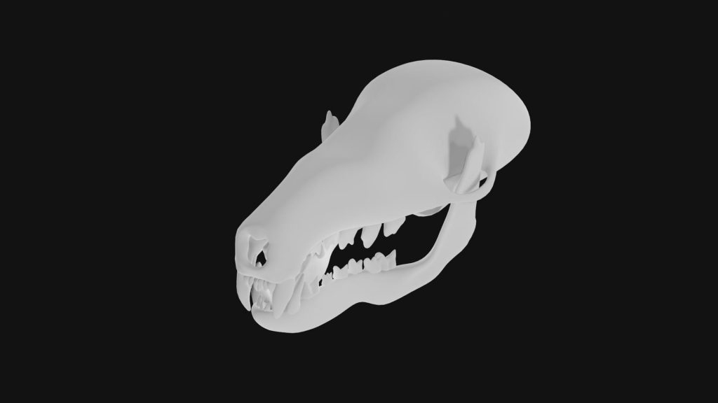 Mole skull 3d model Low Poly - Team 3d Yard