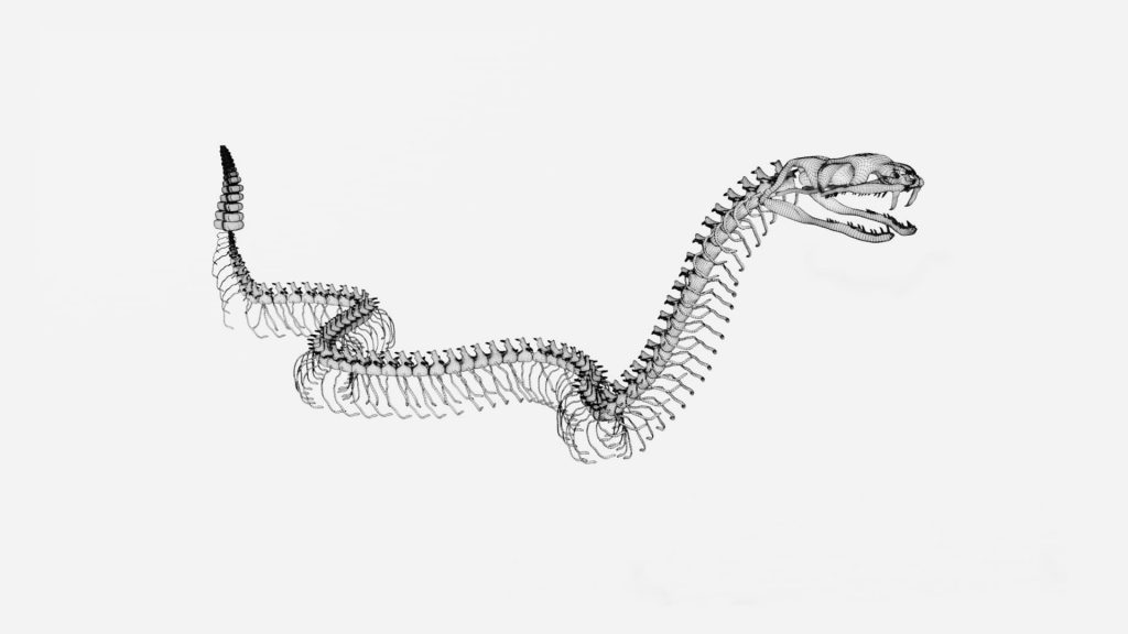 Rattle snake skeleton 3d model Low Poly - Team 3d Yard