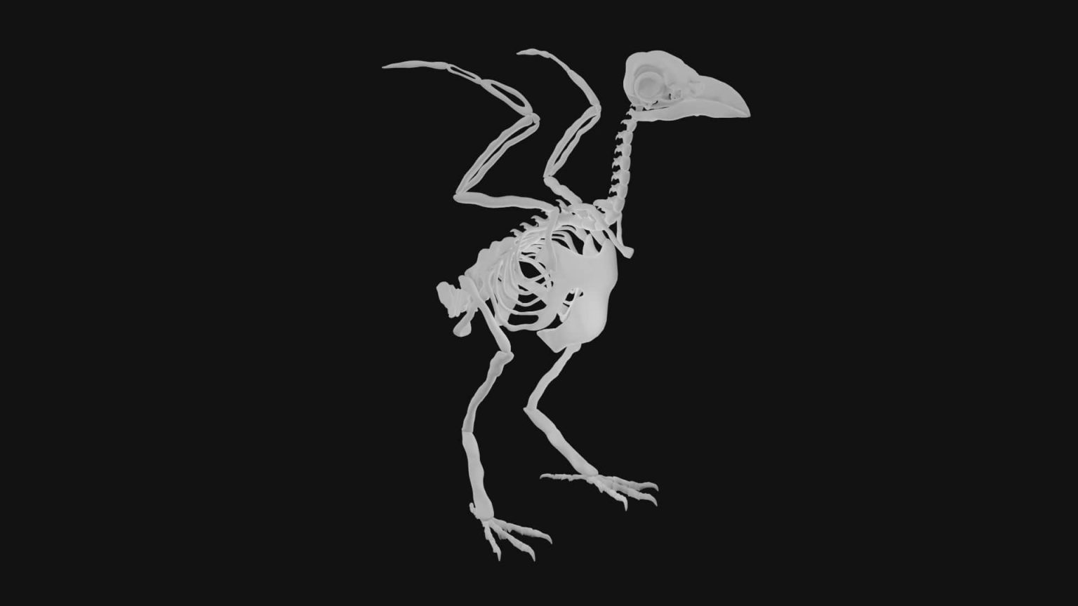 Peacock skeleton 3d model Low Poly - Team 3d Yard